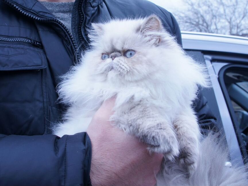 Персидская гималайка