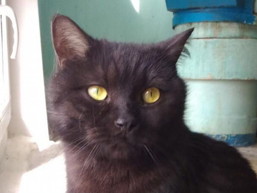 Котейке нужен дом