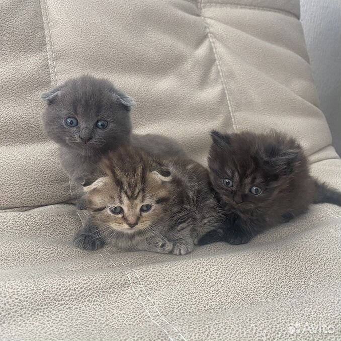 Котята шотладские вислоухие