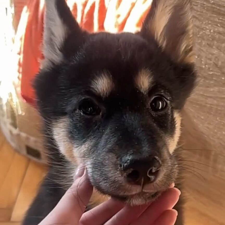 Лайка, щенок