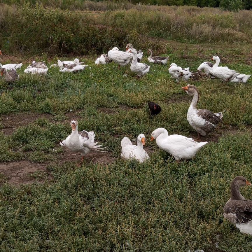Гуси серые домашние