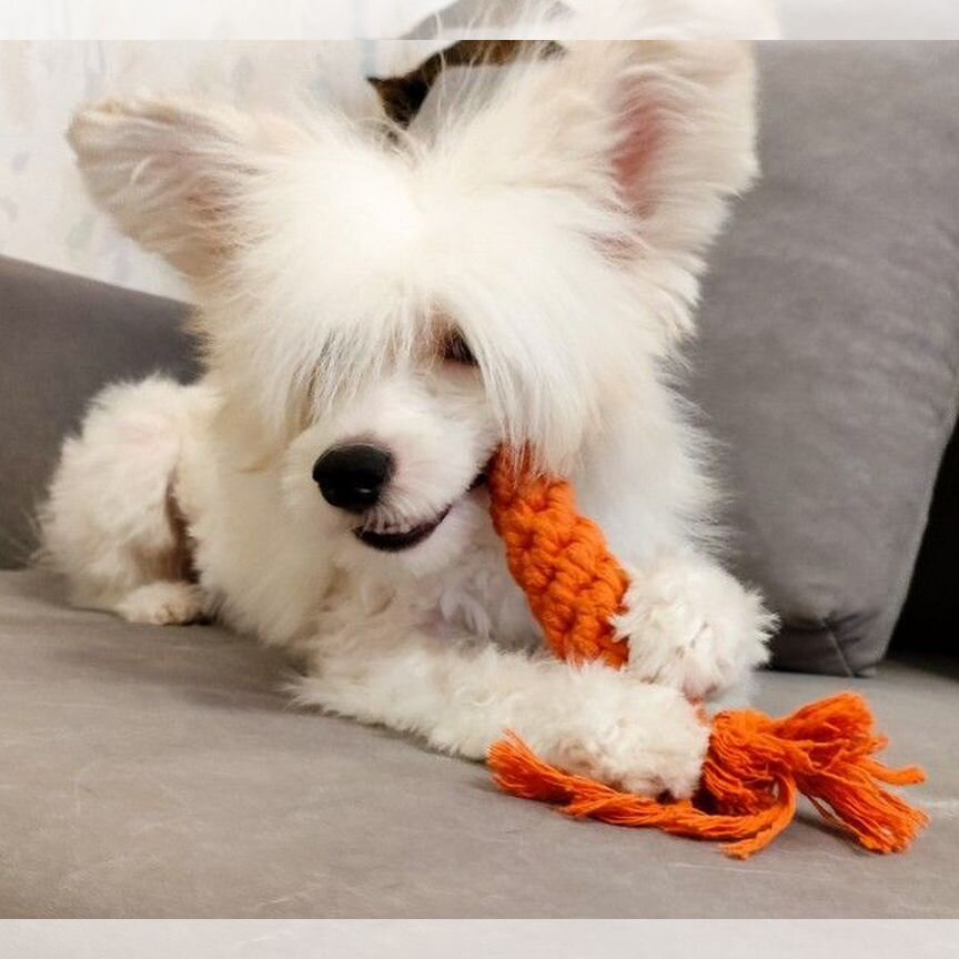 Китайская хохлатая, щенок