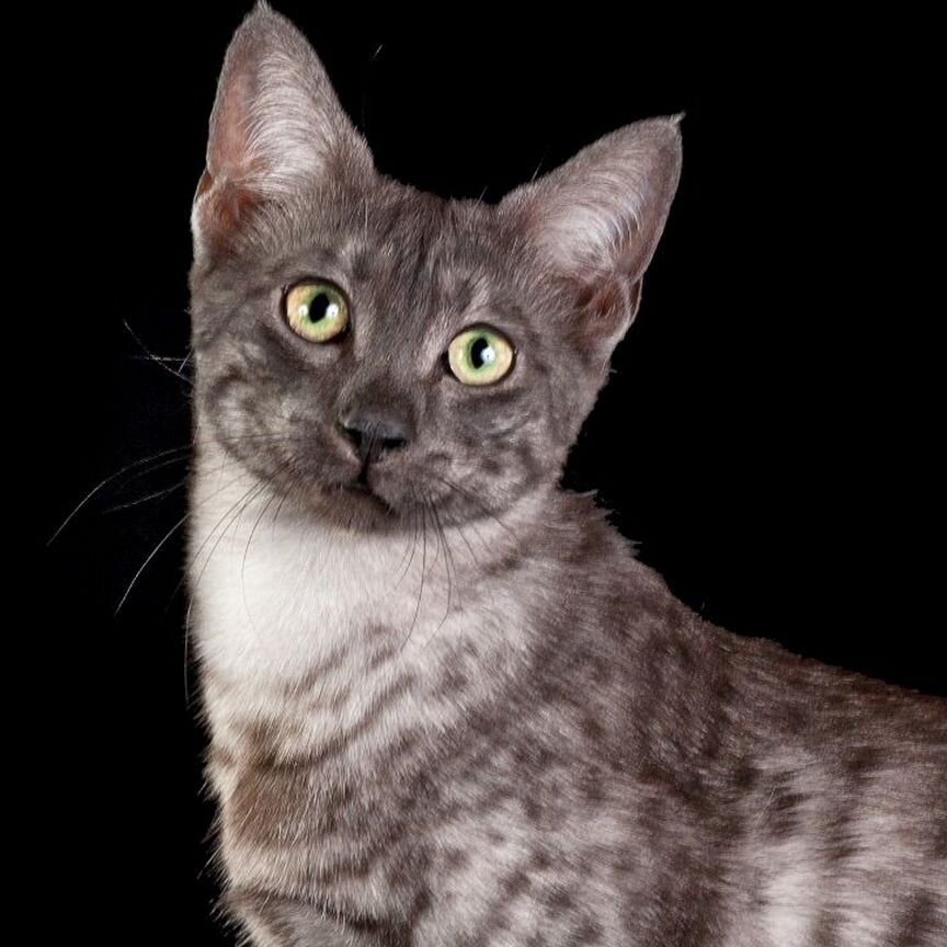 Егиметский мау