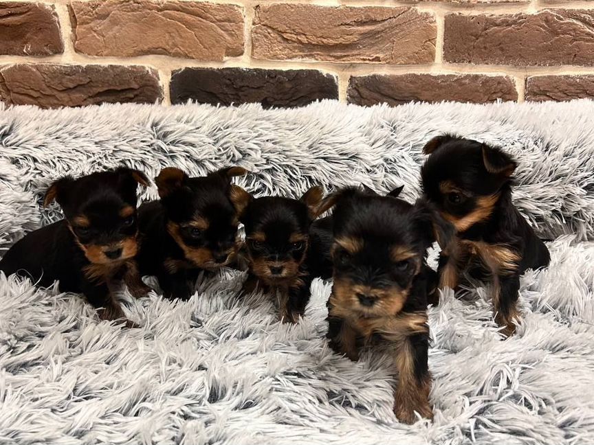 Йоркширский терьер мини щенки бейби фейс