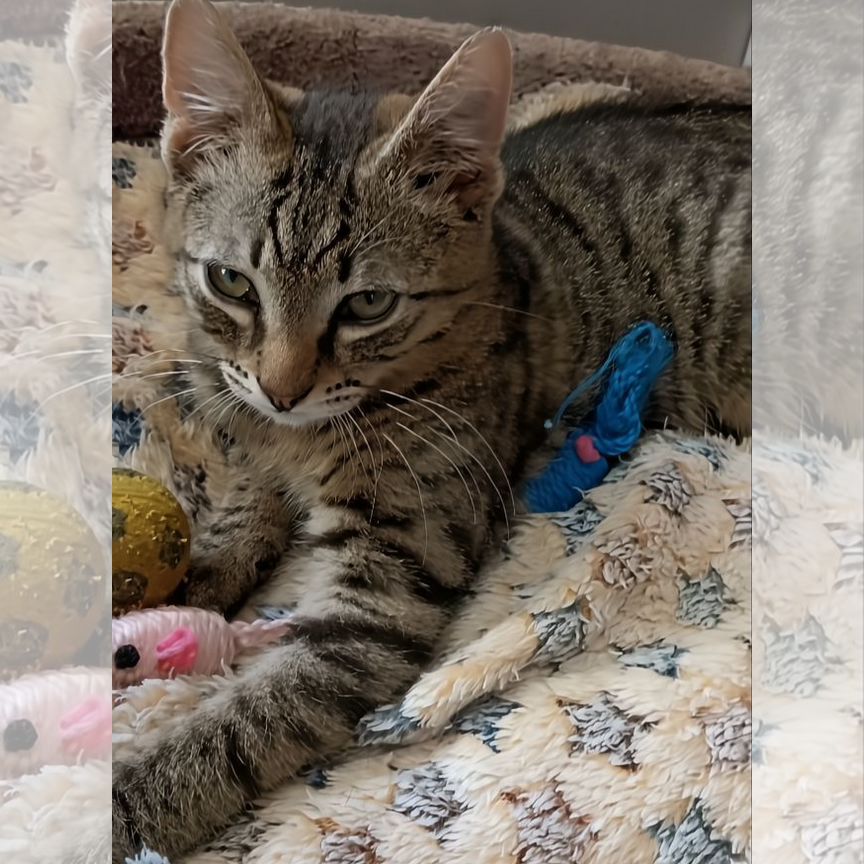 Котёнок в добрые руки