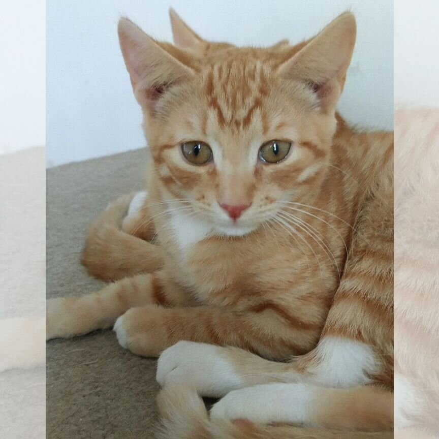 Рыжий котенок