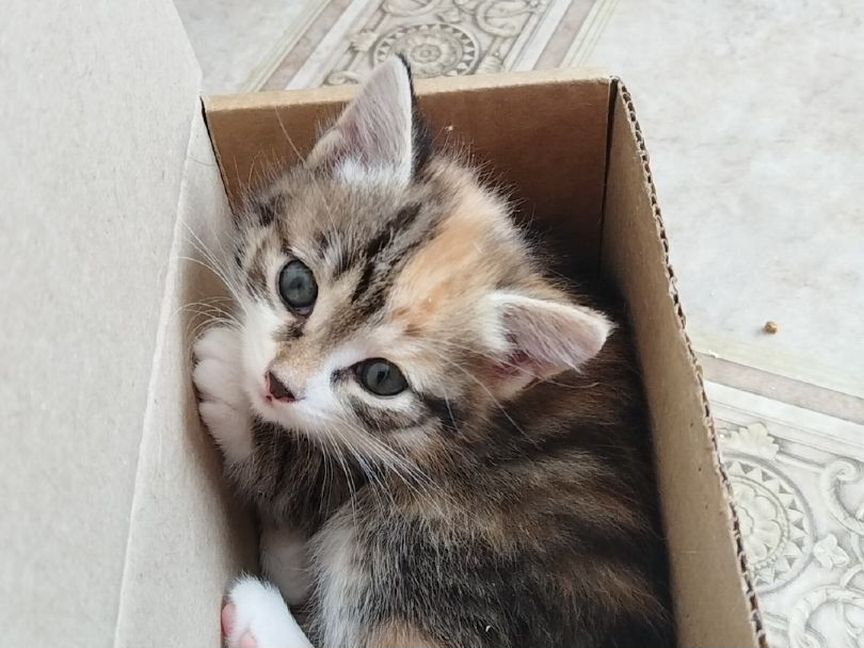 Котенок в добрые руки