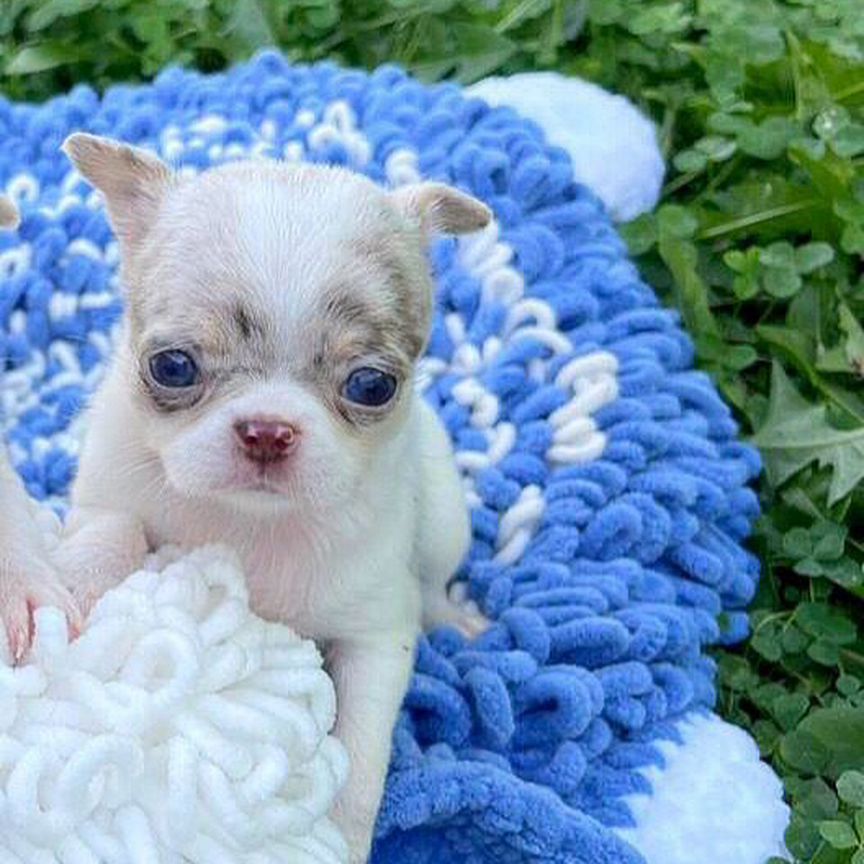 Щенки чихуахуа