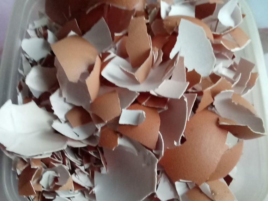 Хлебные сухари, контейнера, скорлупа