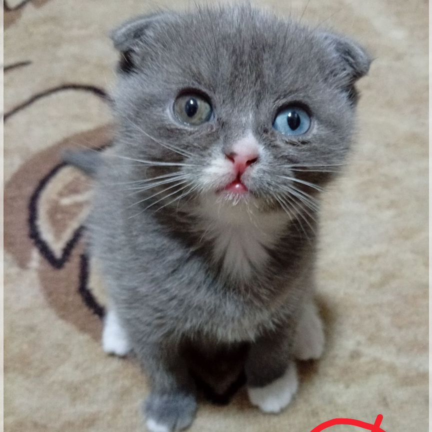 Шотландский вислоухий короткошёрстный котёнок