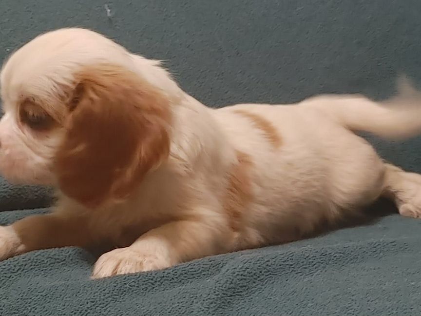 Щенок кавалер кинг чарльз спаниель