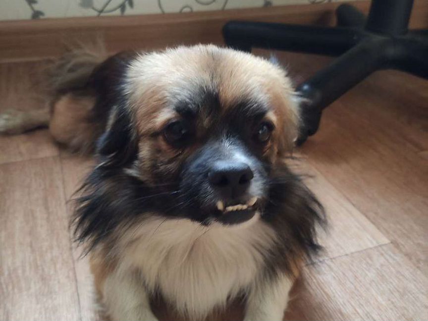 Собака в добрые руки смесь пикинеса с чихуа