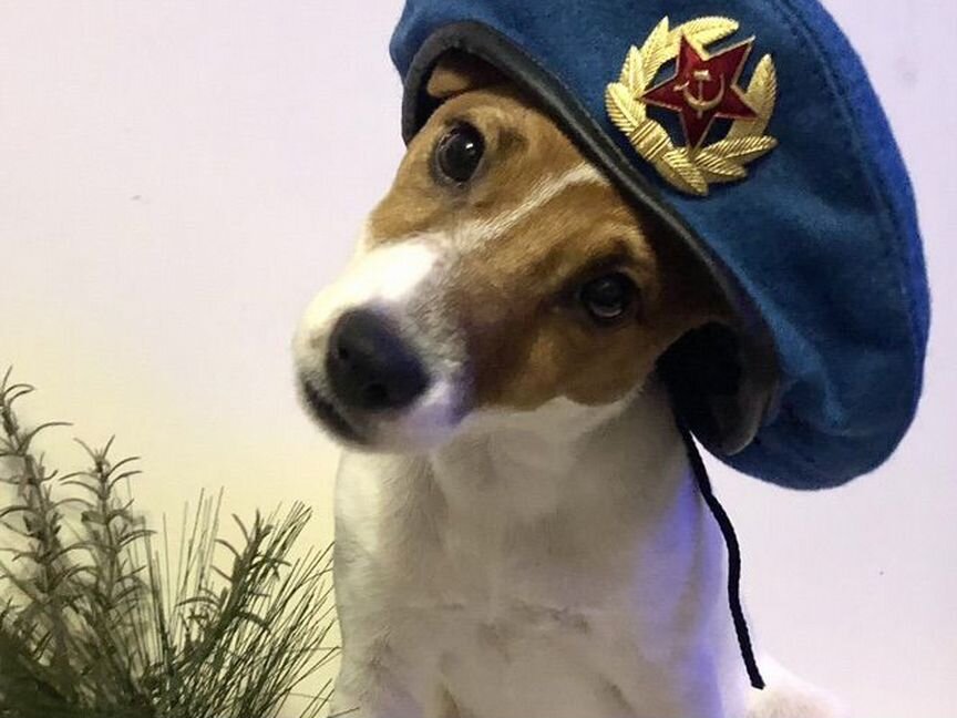 Джек рассел девочка в добрые руки