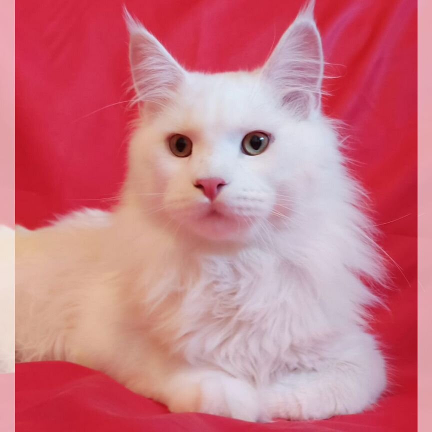 Котята мейн-кун