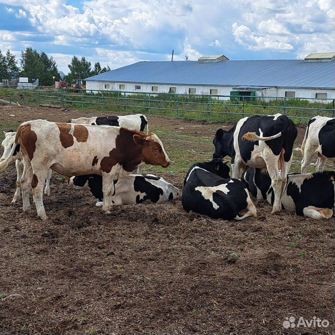 Бычки на откорм
