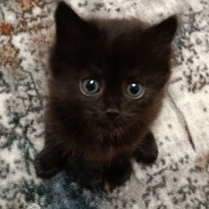 Котята в добрые руки 1 месяц 5 дней