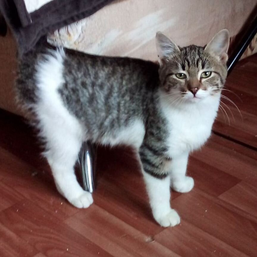Котёнок Имбирь ищет дом