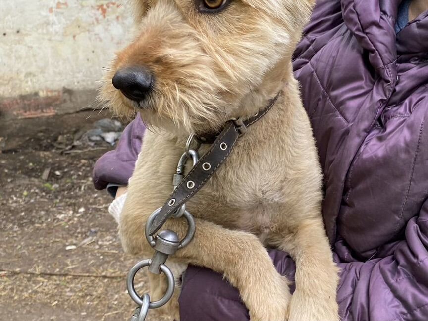 Собака в добрые руки