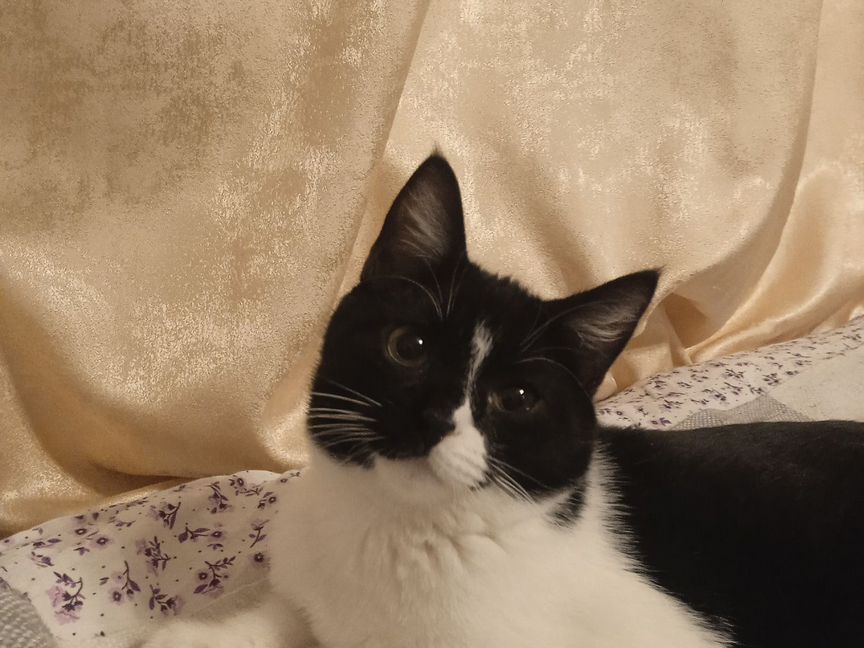 Котёнок ищет добрые руки