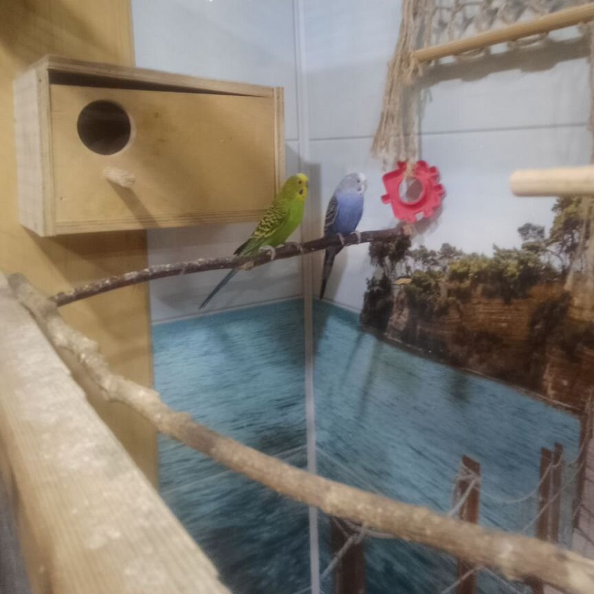 Взрослая пара волнистых попугаев