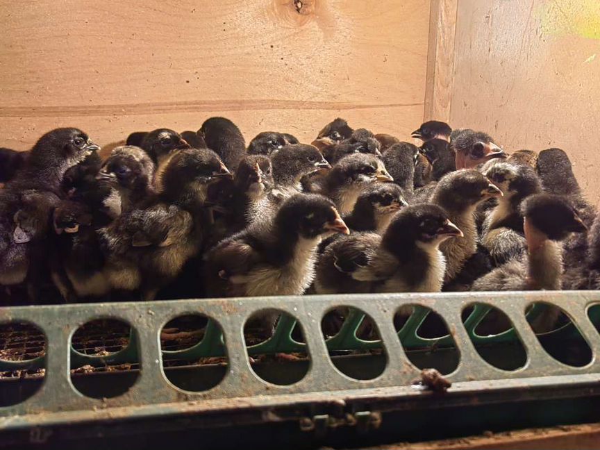 Цыплята породистых кур