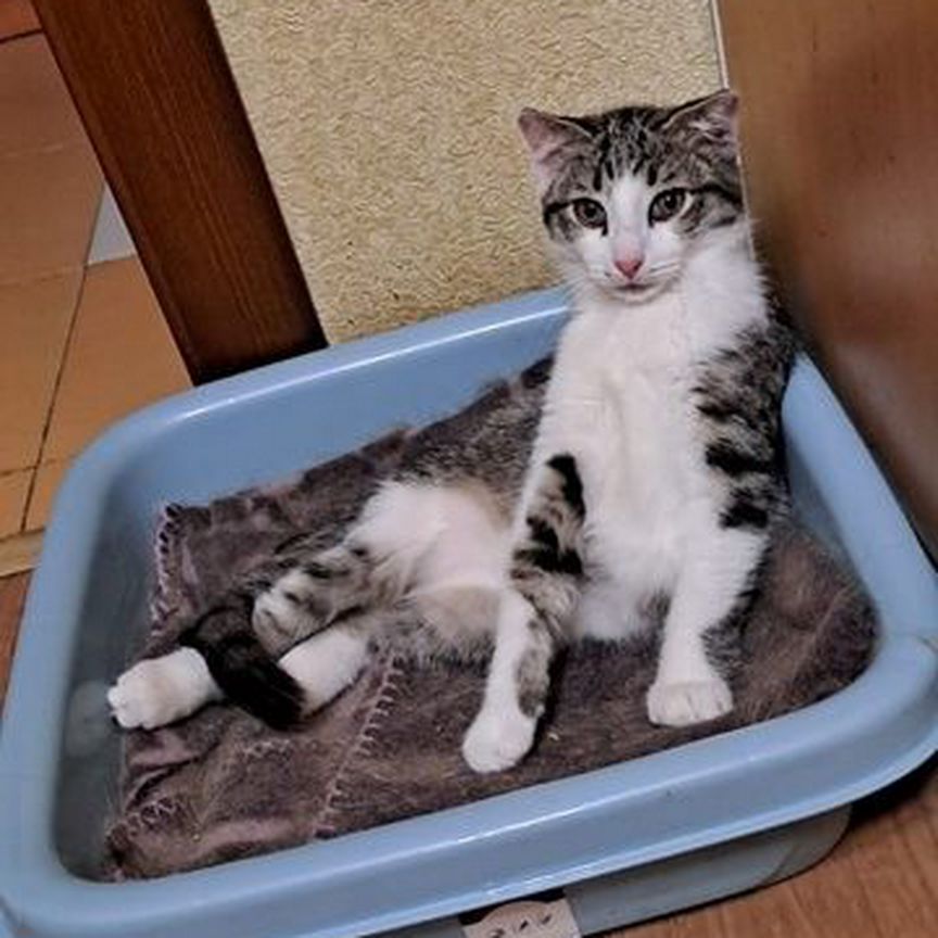 Котенок Мальчик