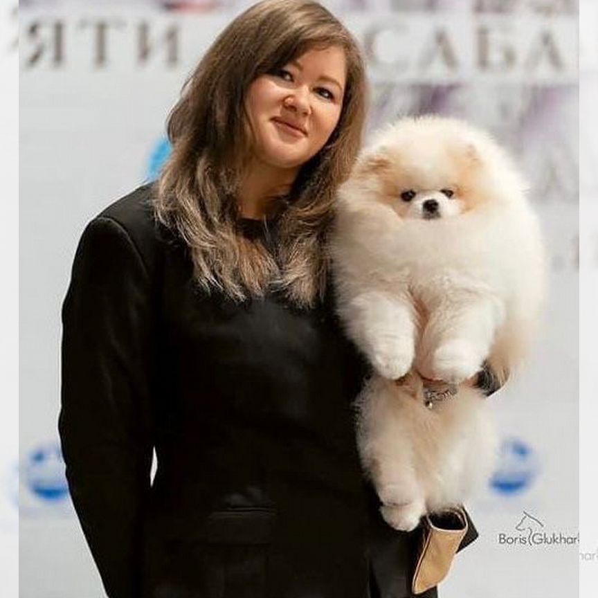 Померанский шпиц, щенок