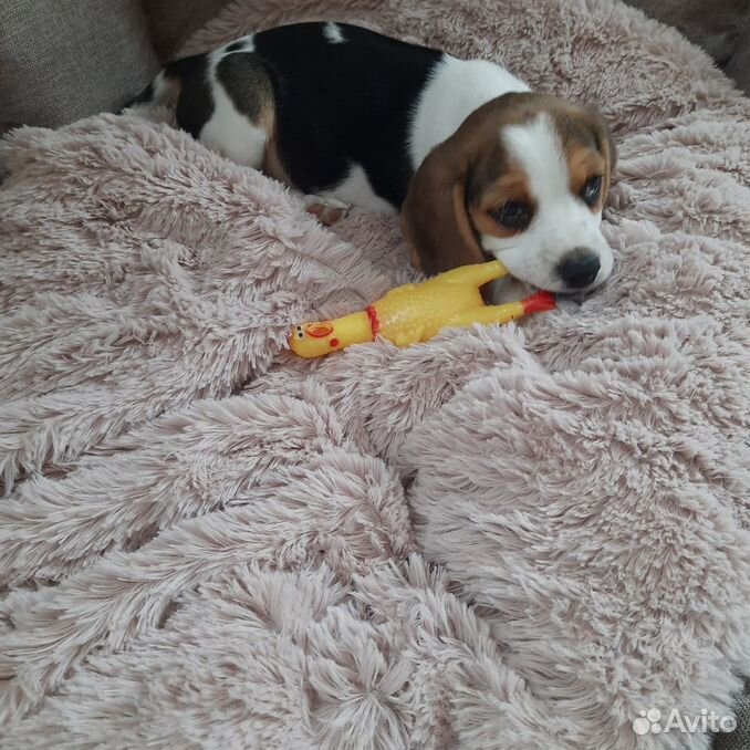 Бигль щенок, 2 мес (родилась 7.05.23 г)