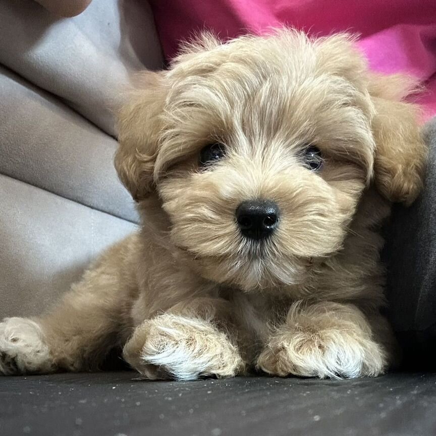 Мальтипу, щенок