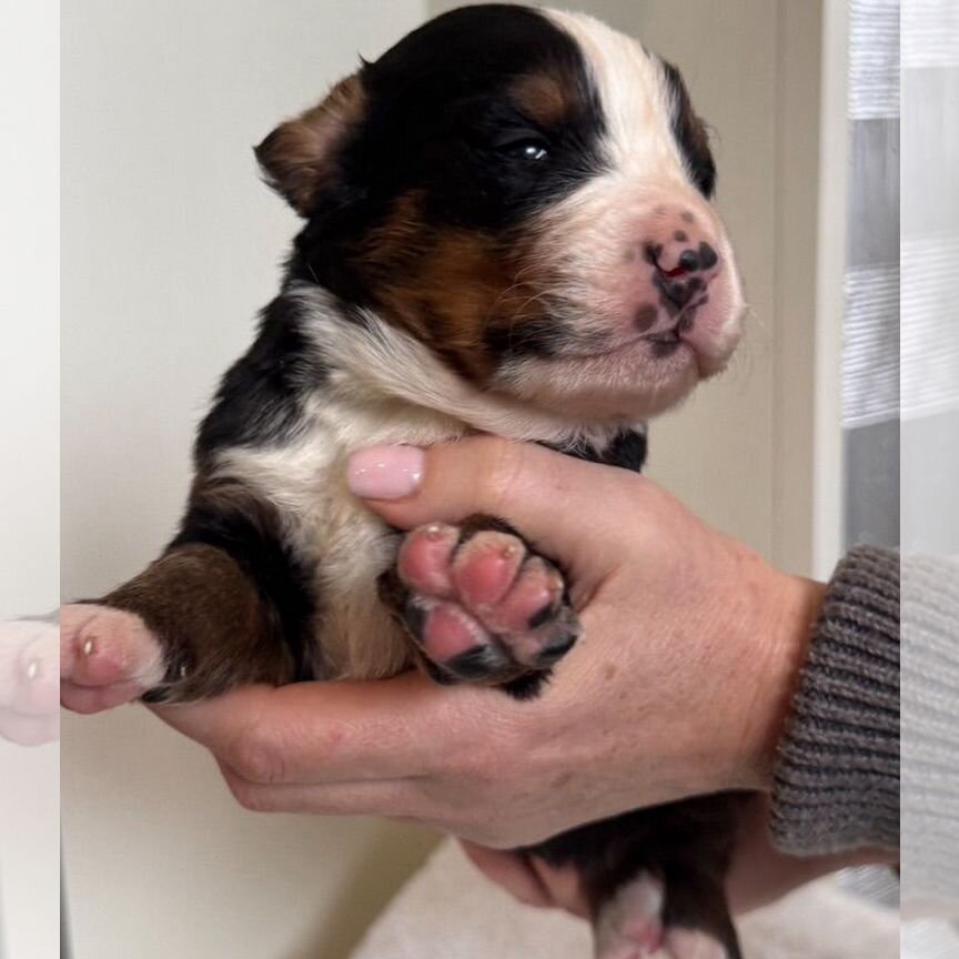 Бернский зенненхунд, щенок