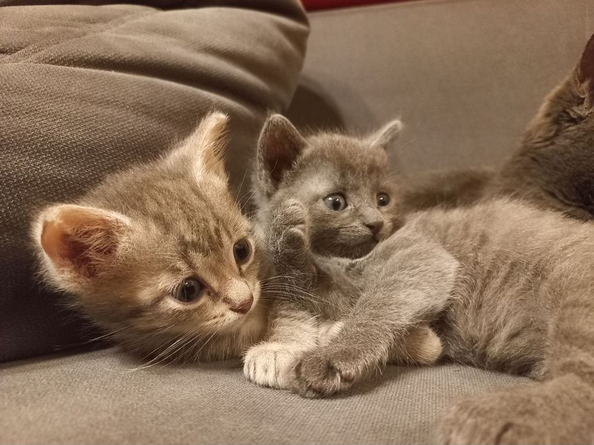 Котята