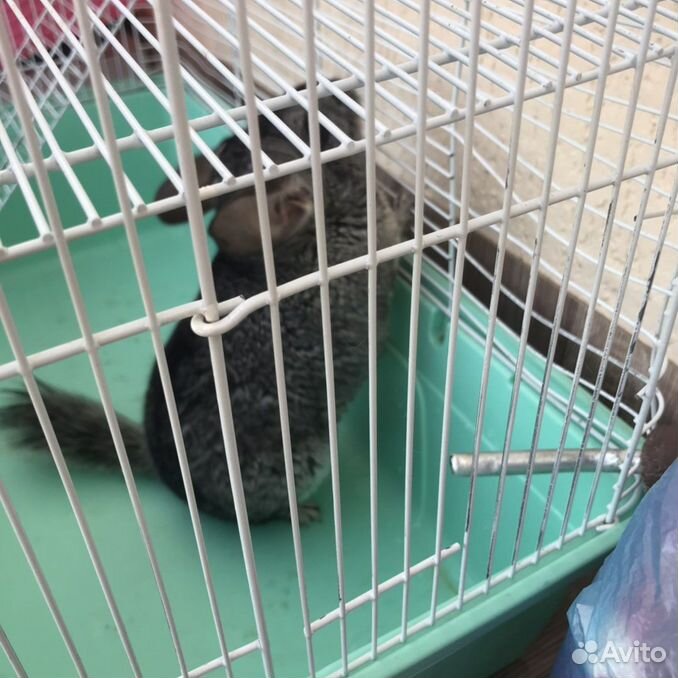 Продам милую шиншиллу