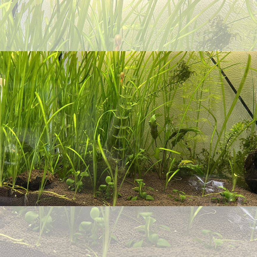 Аквариумное растение