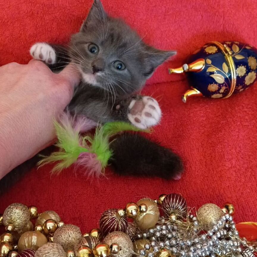 Котёнок в добрые руки