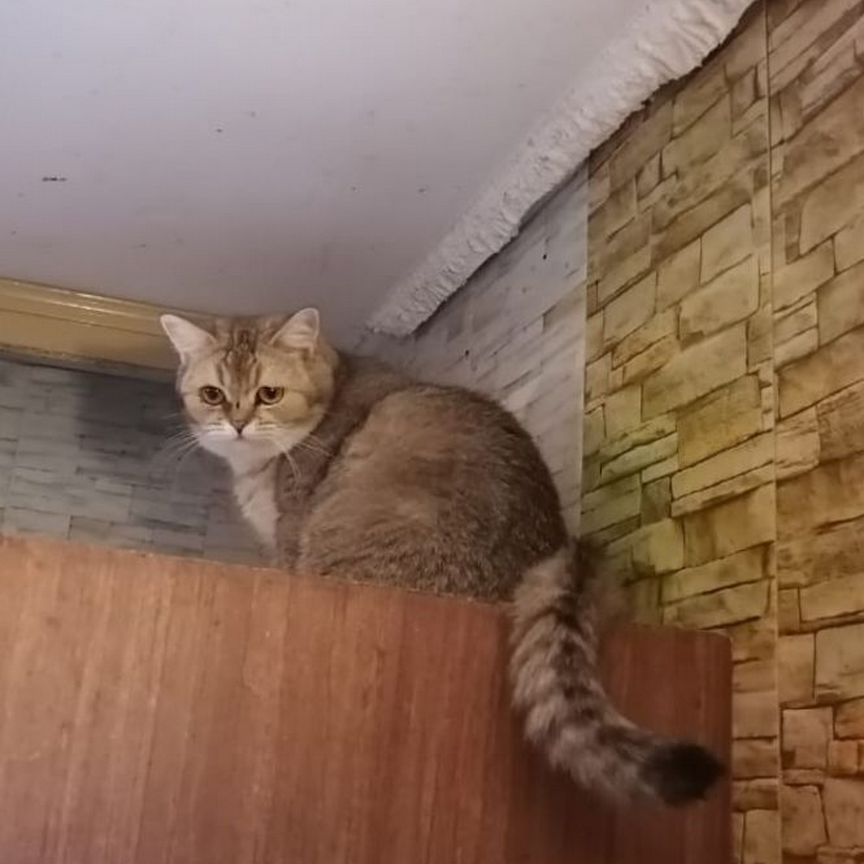 Золотая шиншилла