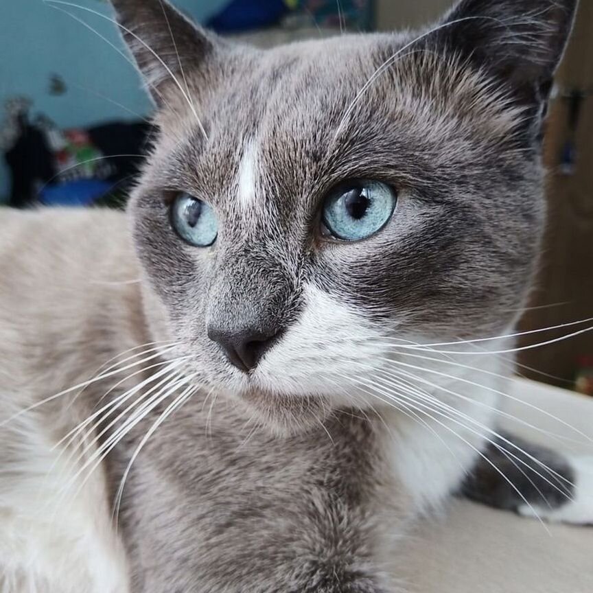 Спасите котика