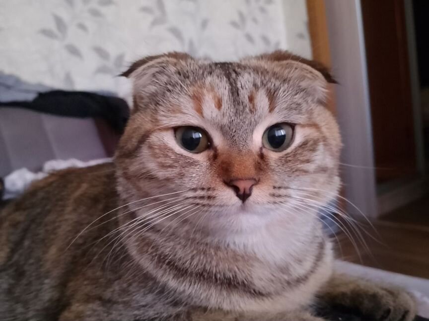 Шотланская вислоухая