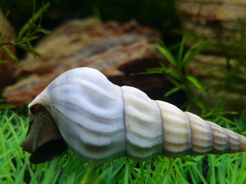 Улитка Тиломелания Геркулес белая