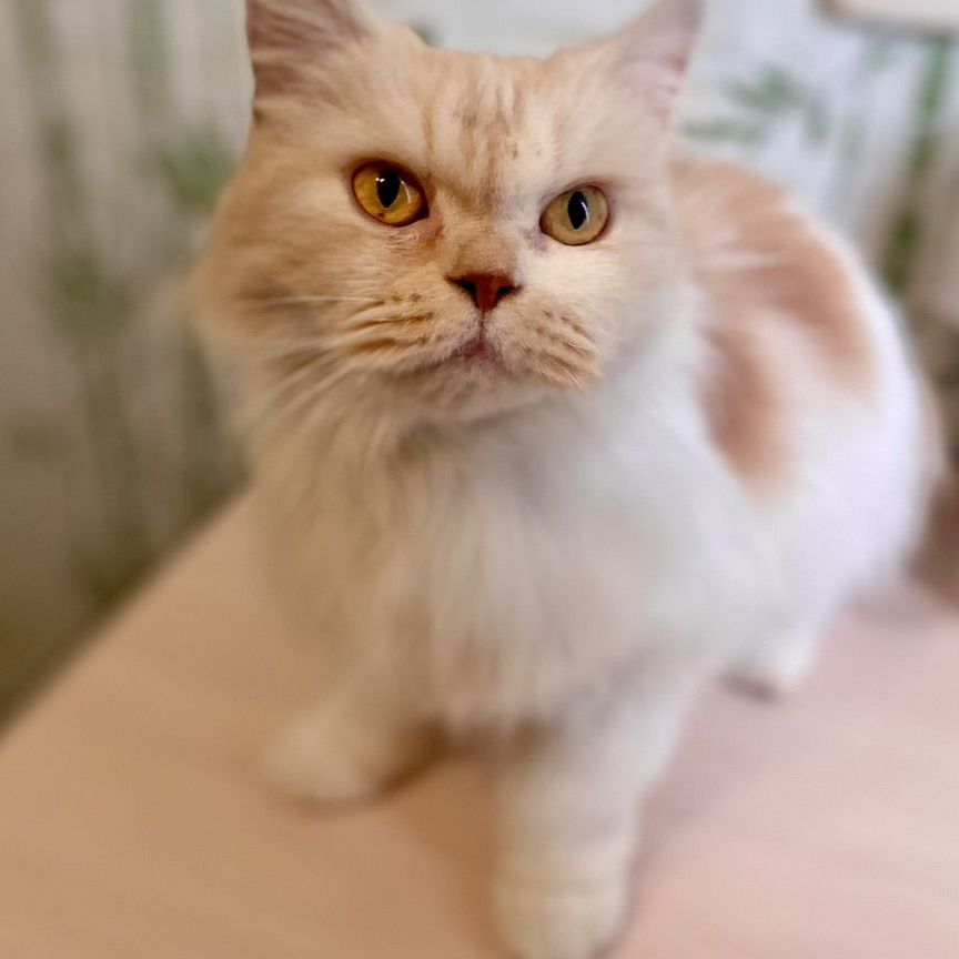 Кошка в добрые руки