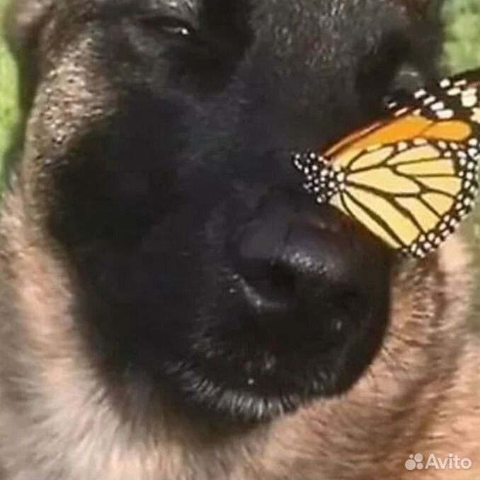 Собака с бабочкой на носу