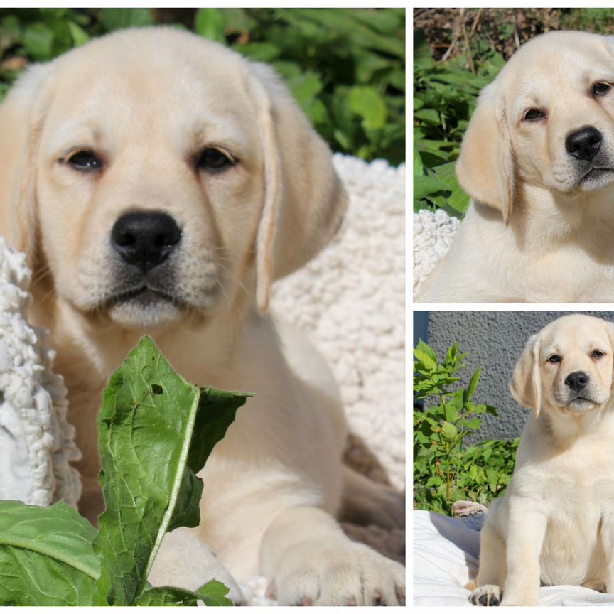 Палевые щенки лабрадора