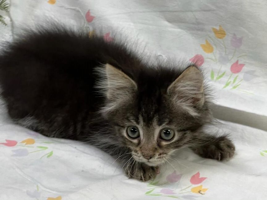 Котенок-мальчик 1,5 мес