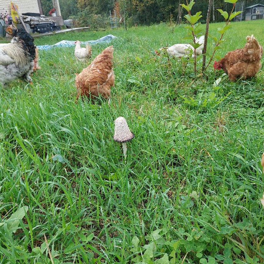 Куры несушки