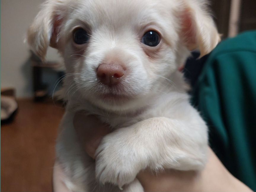 Щенки Чихуахуа