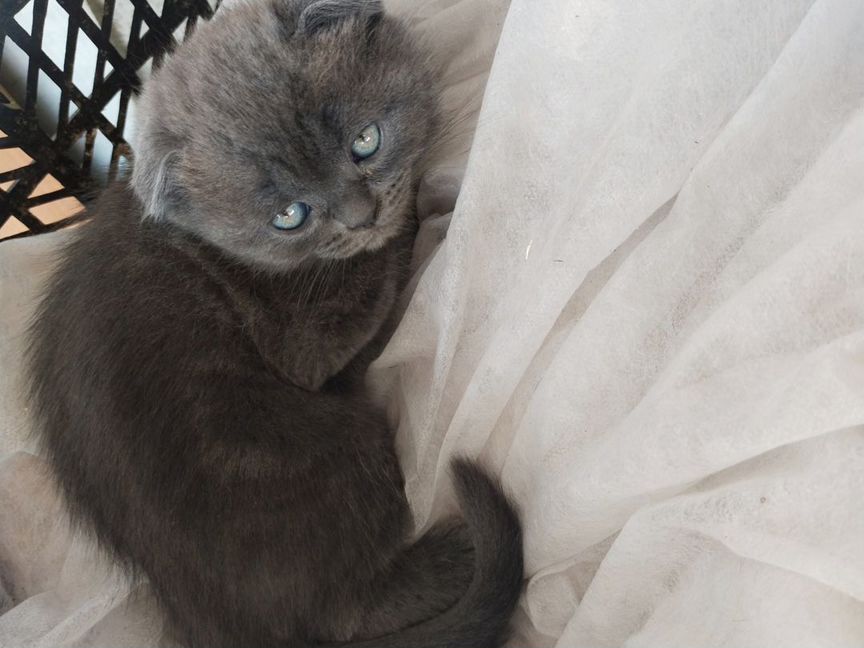 Котятки