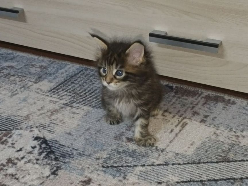 Котята мейн-кун