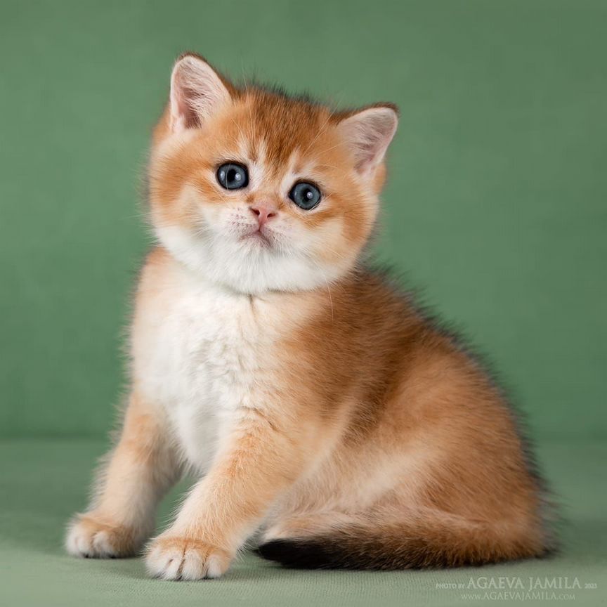 Котята золотые британские шиншиллы