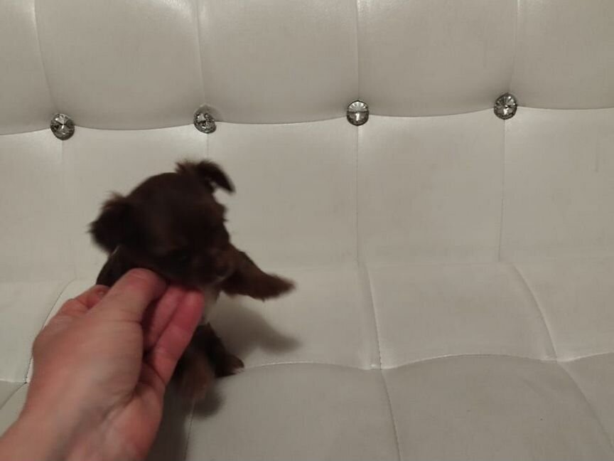 Шпиц с чихуахуа микро мини шоколад окрас