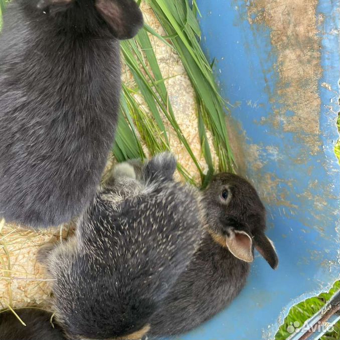 Декоративные кролики,малыши