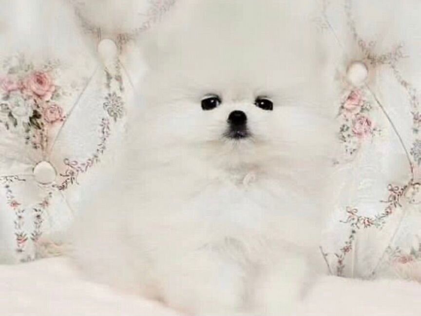 Щенки померанского шпица